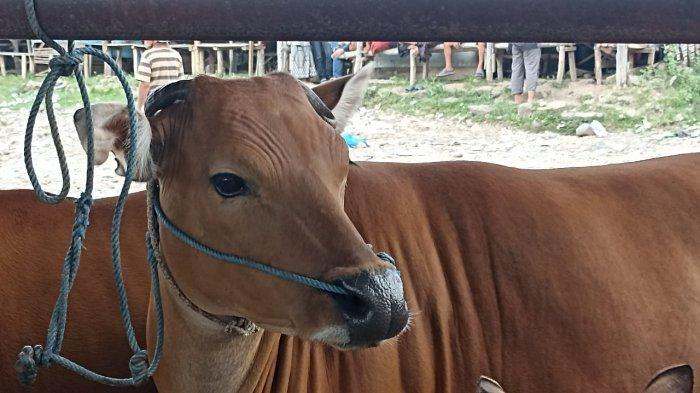 Berikut Nama, Jenis, dan Bobot Sapi yang Dibeli Presiden Jokowi untuk ...