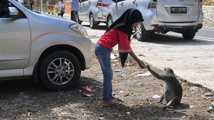 Pusuk Pass, Spot Favorit di Perbatasan Lombok Utara-Lombok Barat ...