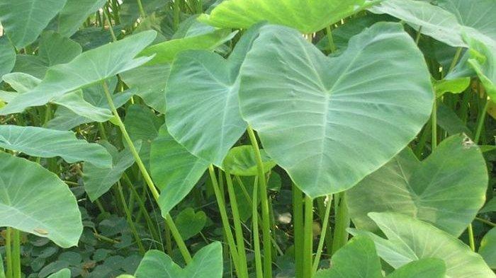 Daun Talas Bisa Dimasak Jadi Makanan, Berikut Manfaatnya - Tribunlombok.com