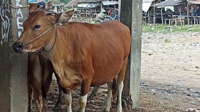 Penyakit Mulut Kuku Pada Ternak Sapi, Ketahui Gejala, Penularan, dan ...