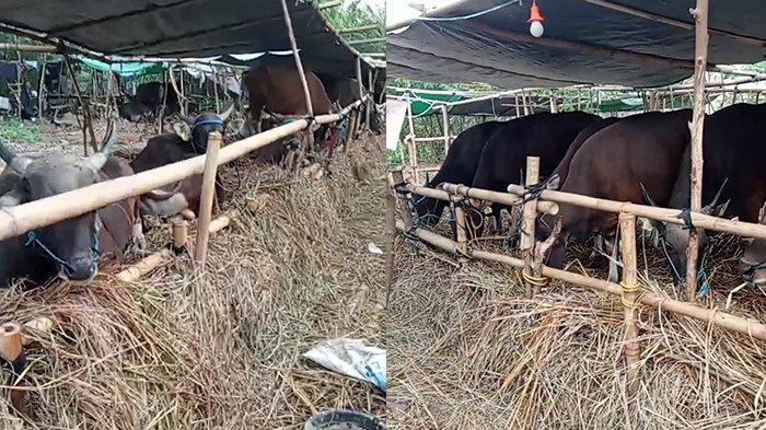 Puluhan Sapi Kurban Asal Bima di Jabodetabek Belum Laku Terjual ...