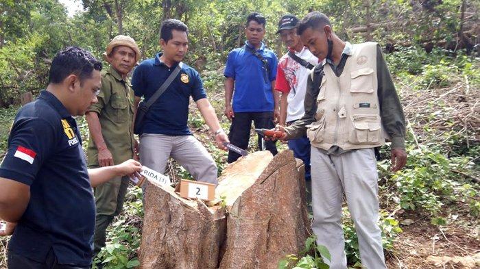 Penebang 5 Pohon Hutan Lindung So Banggawo Bima Segera Diadili ...