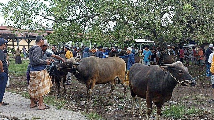 Penjualan Sapi Bima untuk Kurban 2023 Tembus Rp 750 Miliar ...