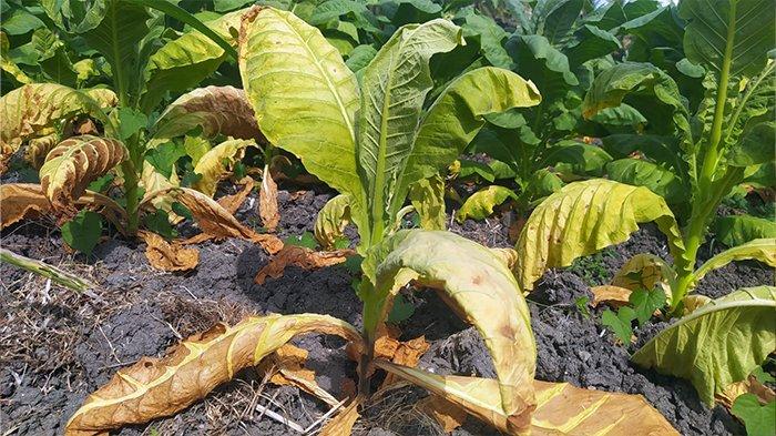 Petani Tembakau di Lombok Timur Was-was Penyakit Lanas: Akar Busuk, Daun Menguning dan Kering ...