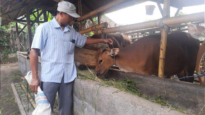Harga Sapi di Lombok Timur Mulai Merangkak Naik Jelang Idul Adha 2024 - Tribunlombok.com