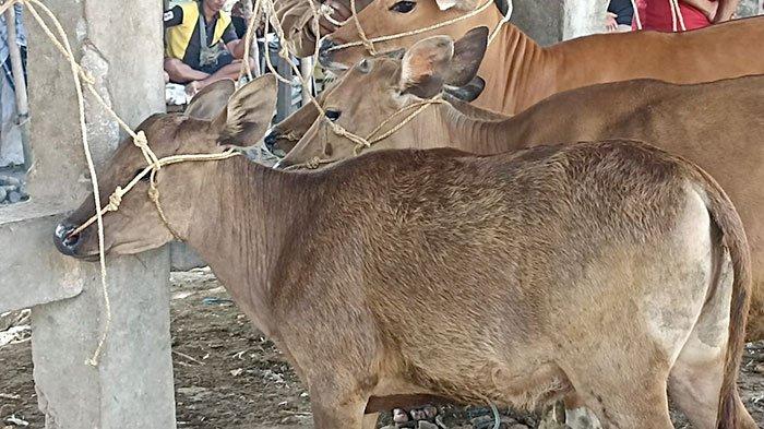 75 Sapi di Lombok Tengah Sembuh dari PMK, Dinas Pertanian Gencarkan ...