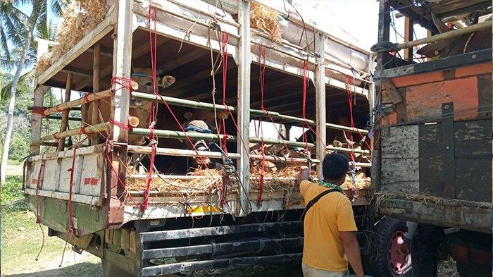 Dishub NTB Bakal Datangkan Kapal Tol Laut untuk Angkut Sapi Kurban ...