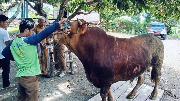 Sapi Presiden Prabowo di Sumbawa: Berat 600 Kilogram, Dibeli Seharga ...