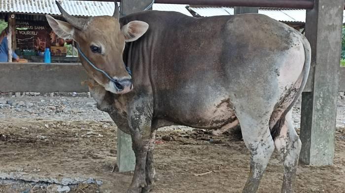 Antisipasi PMK pada Sapi, Dinas Pertanian Lombok Tengah Tutup Pasar ...