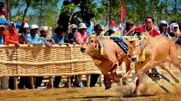 Lirik Lagu Madura Kerraban Sape dan Tondu Majang, Makna Karapan Sapi ...