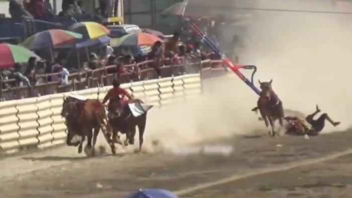 Punya Pamor Menawan, Budaya Karapan Sapi di Madura Juga Diwarnai ...