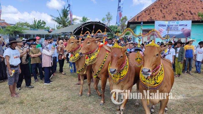 Festival Ternak Sapi Madura 2023 di Pamekasan, Langkah Pemerintah ...