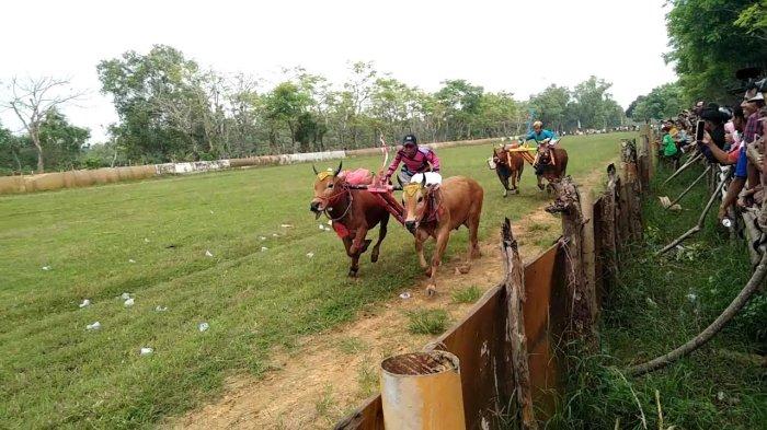 Bangkalan Tuan Rumah Event Karapan Sapi Piala Presiden 2022, Sapi Luar ...