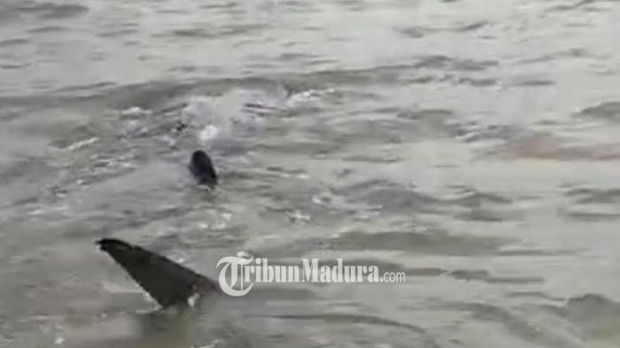 BREAKING NEWS - Gerombolan Hiu Tutul Bersahabat Muncul di Perairan ...