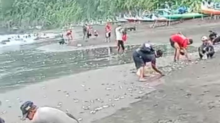 HEBOH Ribuan Ikan Naik ke Daratan di Pantai Selatan, Ada Fenomena Apa ...
