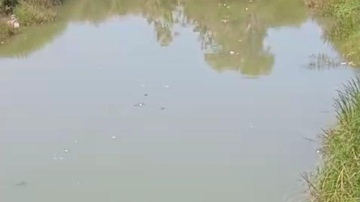 Viral Video Kemunculan Buaya di Sungai Kamuning Sampang, Pemerintah ...