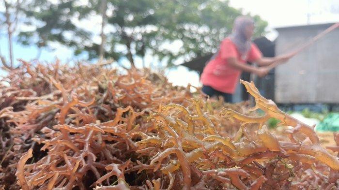 Pancaroba, Pembudidaya Rumput Laut di Sumenep Berhenti Produksi Sejak November - Tribunmadura.com