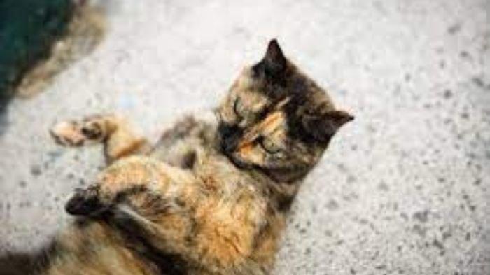 Fakta Kucing Belang Telon atau Kucing Calico, Kucing Langka yang ...