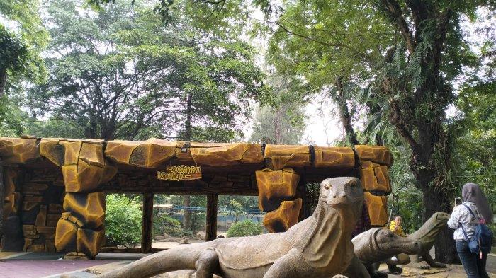 KBS Bangun Taman Mini Komodo Spektakuler di Surabaya, Satu-satunya di ...