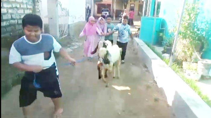 Bocah di Bangkalan Pecah Celengan Beli Kambing Kurban, Hasil Menyisihkan Uang Saku Sekolah ...