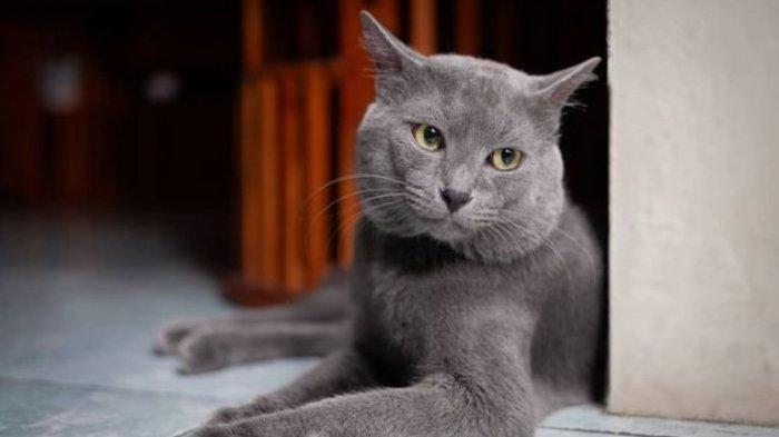 Mengenal Kucing Busok, Kucing Asli dari Indonesia Asal dari Pulau ...