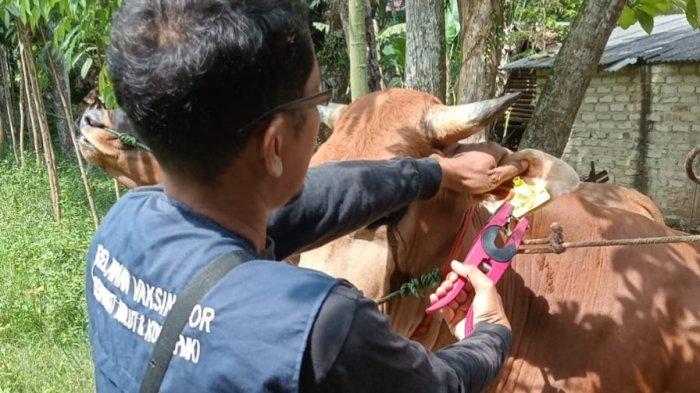 Sapi Jantan Bangkalan Terbanyak Se Jatim Pakai Eartag, Dikirim ke Luar ...