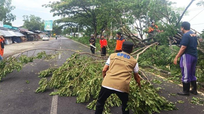 Bangkalan Dikepung Angin Ribut, BPBD Kalang Kabut Evakuasi Pohon Bertumbangan di Lima Lokasi ...