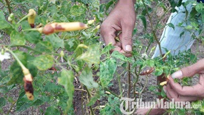 Wabah Cacar Menyebar di Sampang Membuat Petani Resah, Menyerang Tanaman Cabai Hingga Tak ...