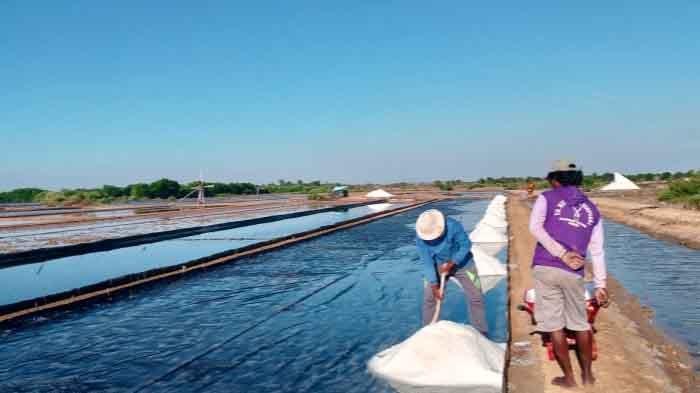 Madura Terpopuler: Harga Garam Sampang Naik hingga Maling di Pamekasan ...