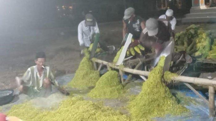 Panen Tembakau Berujung Tragedi, Tangan Balita di Sampang Tergilas ...