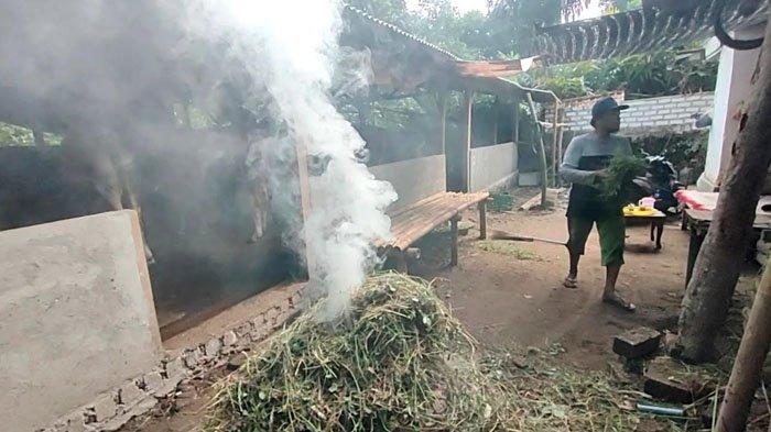 Mengintip Perawatan Hewan Kurban di Bangkalan, Diang Perapian Mengepul ...