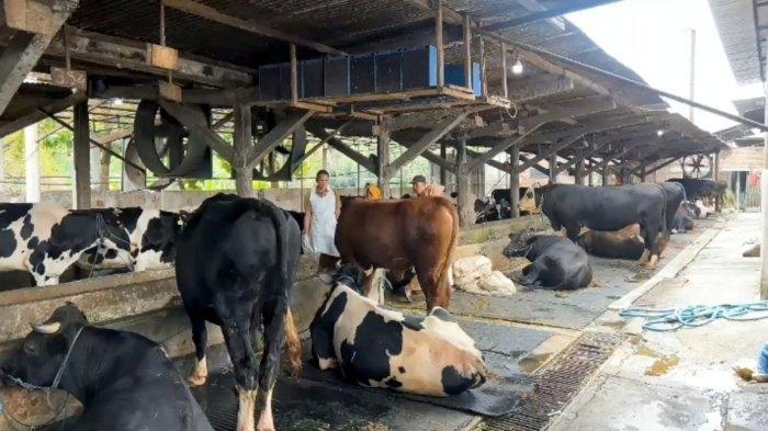 Wabah PMK Mulai Merebak, Peternak Sapi di Mojokerto Bernasib ... Wabah PMK Mulai Merebak, Peternak Sapi di Mojokerto Bernasib ...