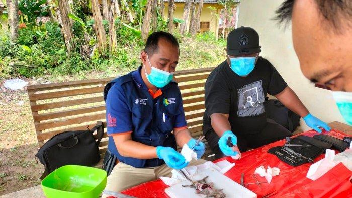 Langkah Dinkes Tangani Leptospirosis di Pacitan, Beri Imbauan ...