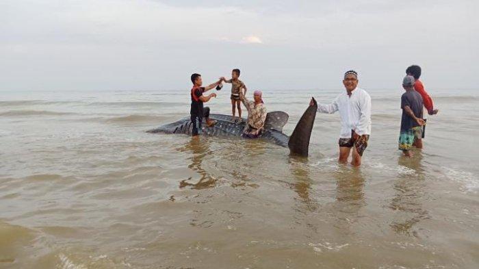 Dinas Perikanan Pamekasan Segera Kubur Bangkai Hiu Tutul yang Terdampar ...
