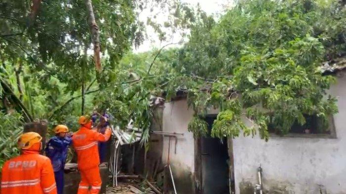 Hujan Disertai Angin Kencang di Bondowoso, Sejumlah Pohon Tumbang Timpa Rumah Warga ...