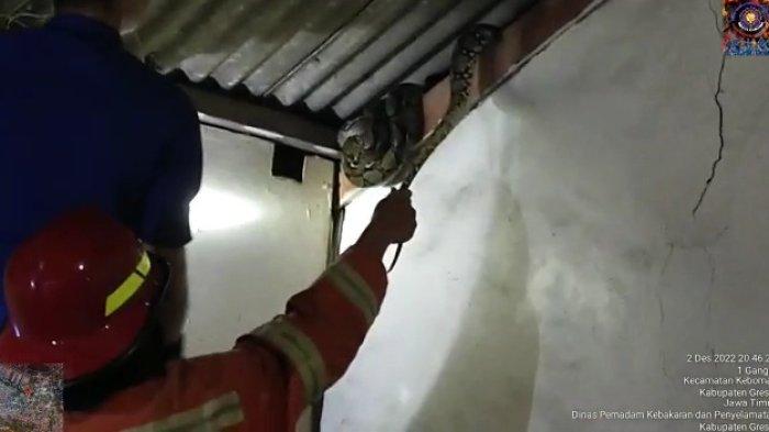 Ular Piton Ikut Nibrung di Warung Kopi Cak Ri Gresik, Pelanggan Kaget ...