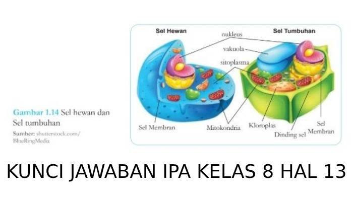 Kunci Jawaban IPA Kelas 8 Halaman 13 Kurikulum Merdeka, Isi Tabel Hasil ...