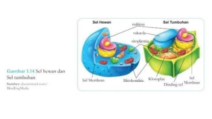 Kunci Jawaban IPA Kelas 8 Halaman 13 Kurikulum Merdeka, Sel Hewan Tidak Memiliki Dinding Sel ...