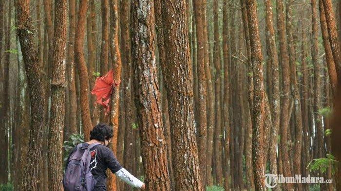 Wisata Hutan Pinus Semeru Malang, Surga Tersembunyi di Kecamatan Wajak ...