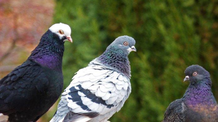Arti Mimpi Melihat Burung Merpati, Benarkah Pertanda Keharmonisan ...