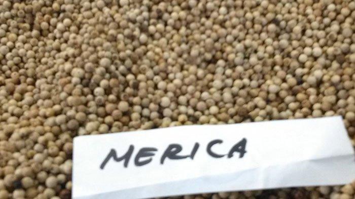 Cara Mengusir Nyamuk Menggunakan Merica, Juga untuk Kegunaan Lain, Bisa ...