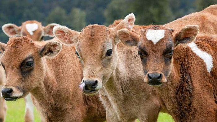 Tips Pencegahan Penyakit Demam Tiga Hari (BEF) pada Hewan Ternak Sapi ...