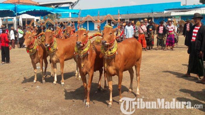 Kontes Sapi Sonok Digelar Pemkab Sumenep, 60 Pasang Sapi Bersaing ...