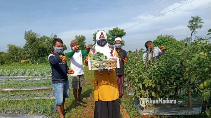 Dulu Ditanami Jagung, Lahan Demplot di Bangkalan ini Disulap Jadi Lahan ...