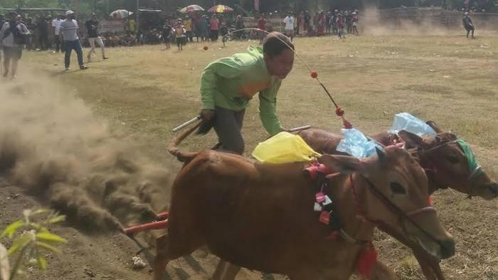 Aksi Joki Cilik dalam Perlombaan Karapan Sapi Probolinggo, Sudah Terlatih dan Belajar Sejak 8 ...