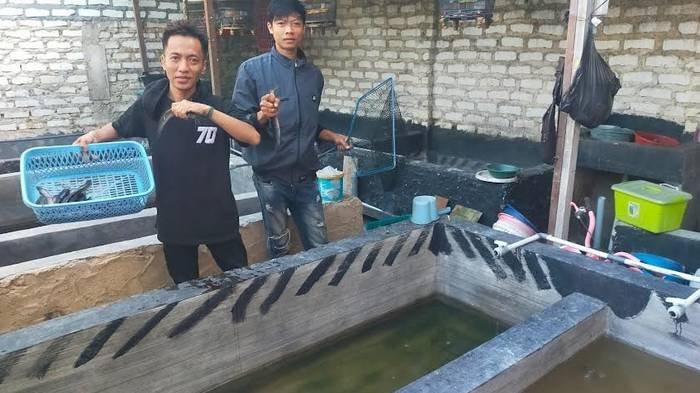 Jumlah Kebutuhan Tinggi, Pembudidaya Ikan Lele di Sampang Mulai ...