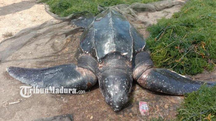 BERITA MADURA TERPOPULER HARI INI - Temuan Penyu Raksasa di Sumenep ...