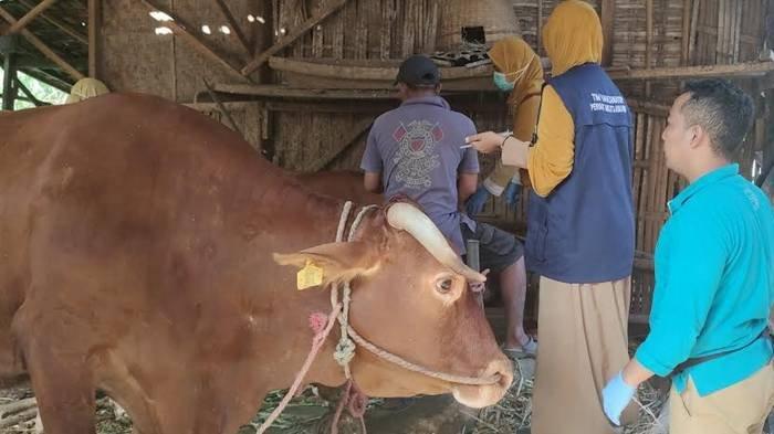 Harga Sapi di Kota Probolinggo Naik Rp 1-1, 5 Juta Jelang Idul Adha, Cek Harga Normal Sapi ...