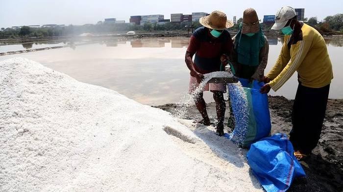 Ternyata Ini Alasan Mengapa Madura Dijuluki Pulau Garam, Garam Didapat ...