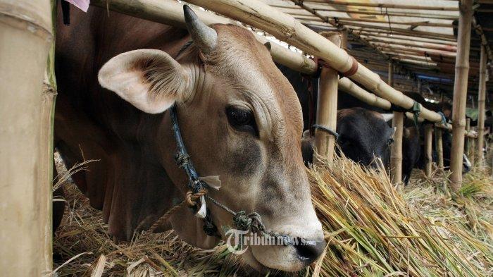 Mahalnya Harga Pupuk non Subsidi, Petani Ini Membuat Pupuk Organik dari ...